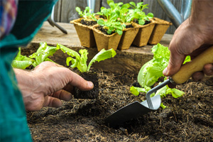 Semis direct : avantages et inconvénients