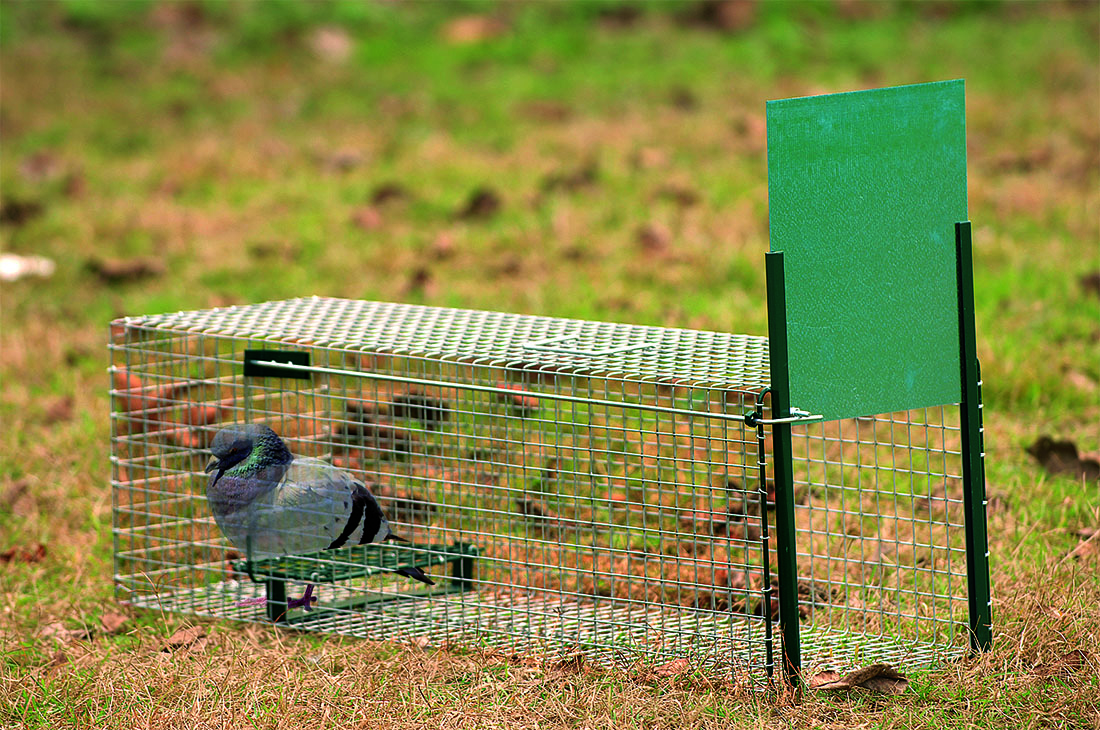Piege a renard avec appat vivant - Ukal