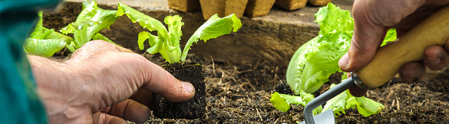 Quels sont les avantages et inconvénients des semis directs